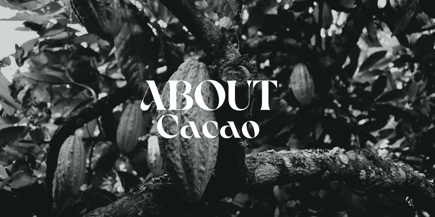 About Cacao – Pachamama Goods