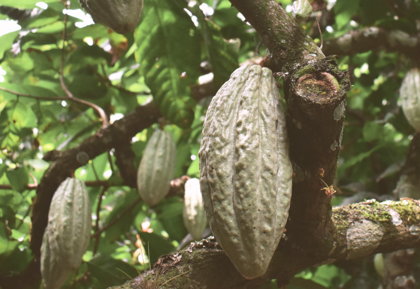 Preparing Your Cacao – Pachamama Goods